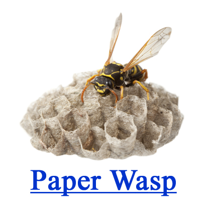 Paper Wasp | Paramount Exterminating