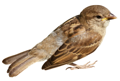 Images About Sparrows